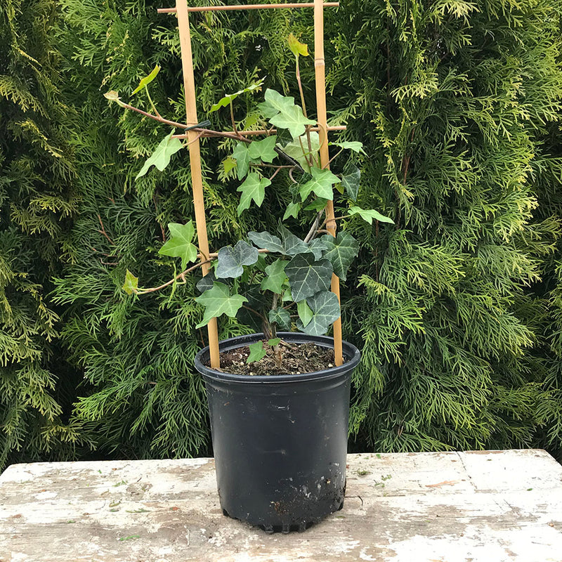Staked Baltic Ivy (Hedera Helix 'Baltica') - Davenport Garden Centre