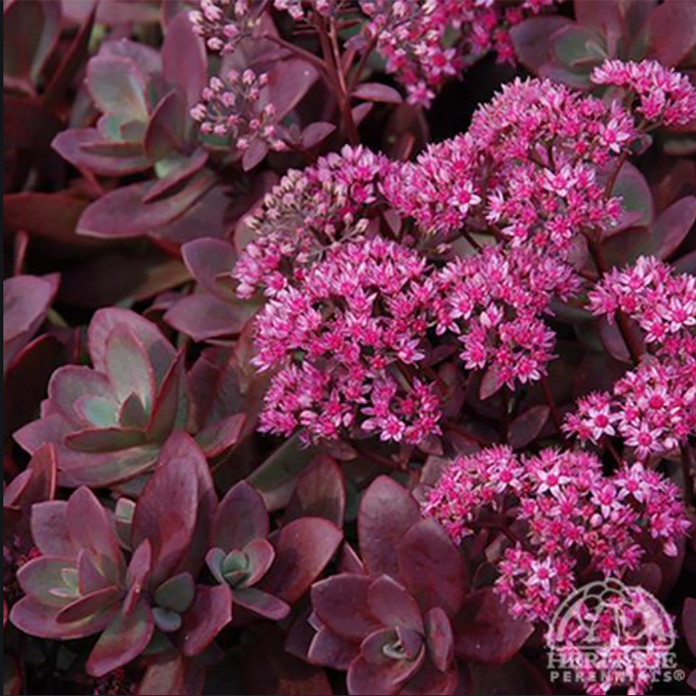 Stonecrop - Sedum SUNSPARKLER® ‘Firecracker’ - Davenport Garden Centre