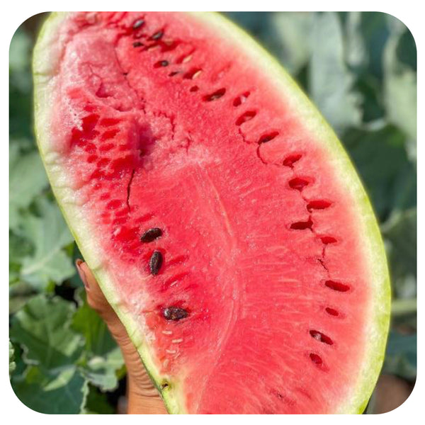 Watermelon Seeds (Organic) - Davenport Garden Centre