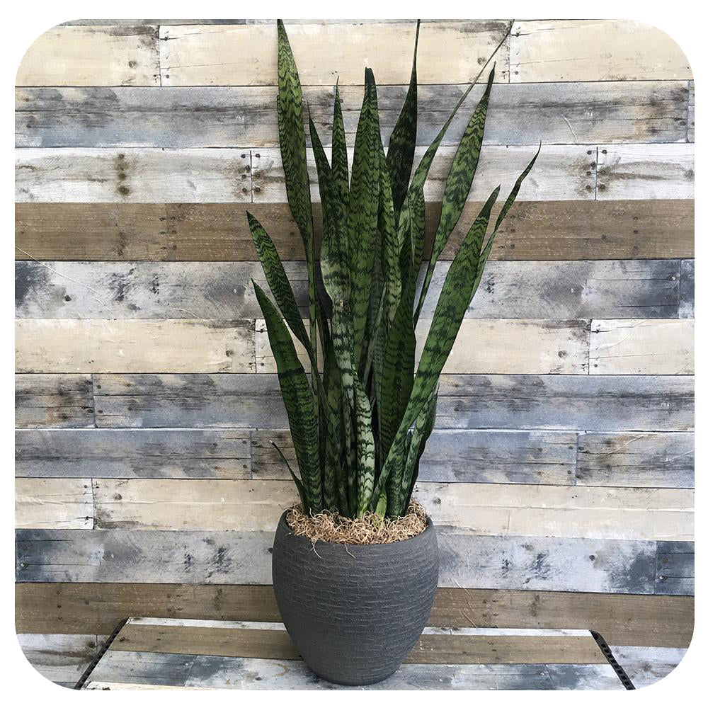 Snake Plant Zeylanica (Sansevieria) - Davenport Garden Centre