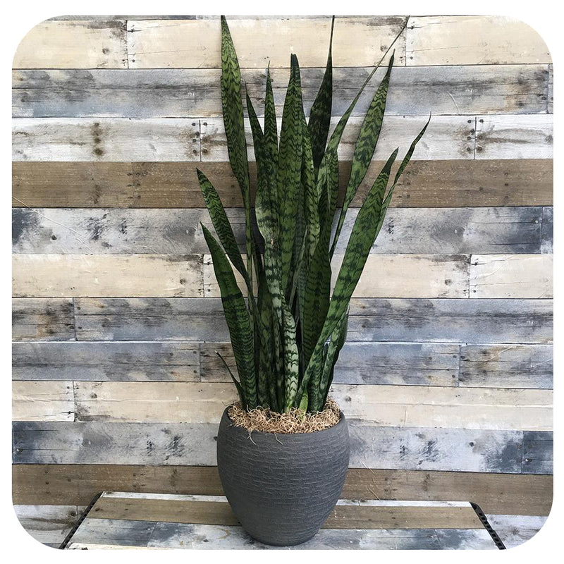 Snake Plant Zeylanica (Sansevieria) - Davenport Garden Centre